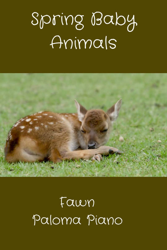 Fawn – Music Teacher Resources